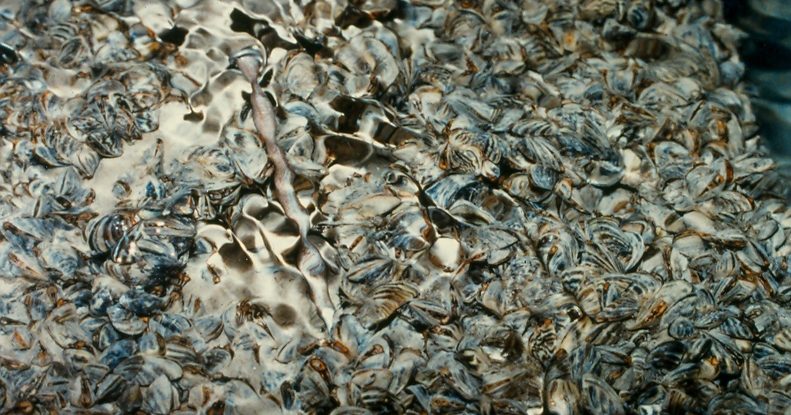 Exotic Mussel Invasion Wreaks Havoc in US Waterways | Civil ...