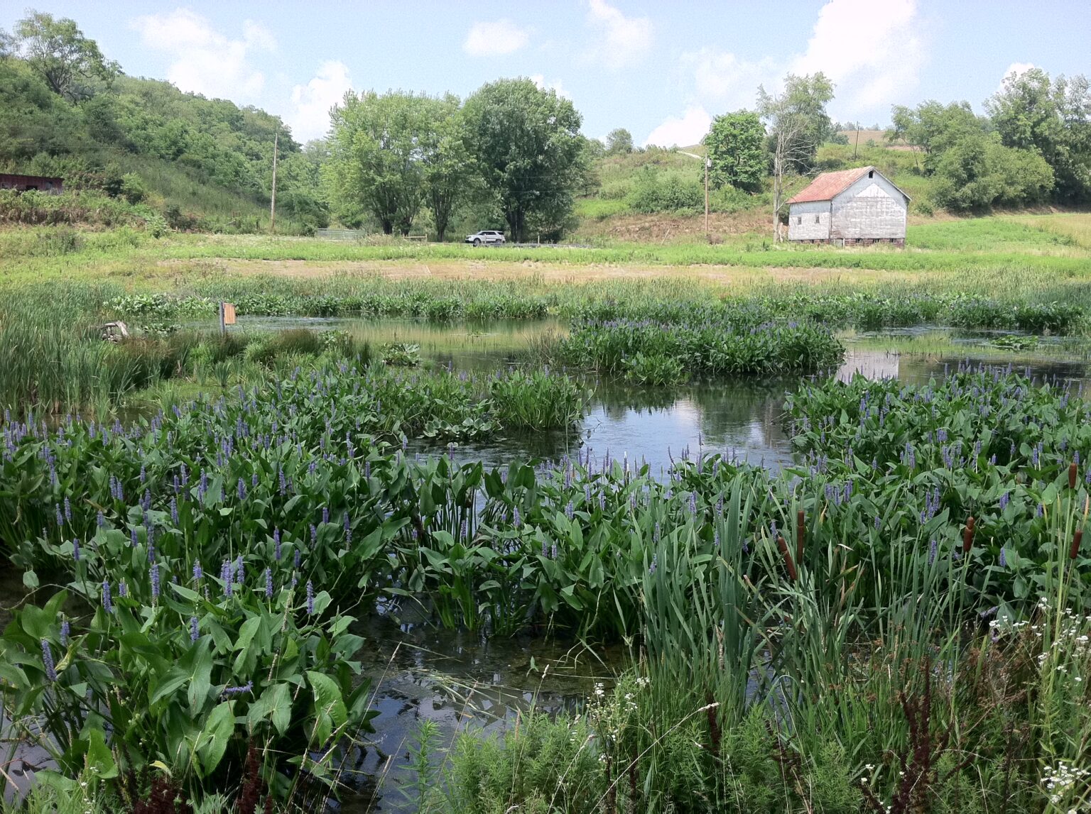 Wetlands and Waters Delineation | Civil & Environmental Consultants, Inc.