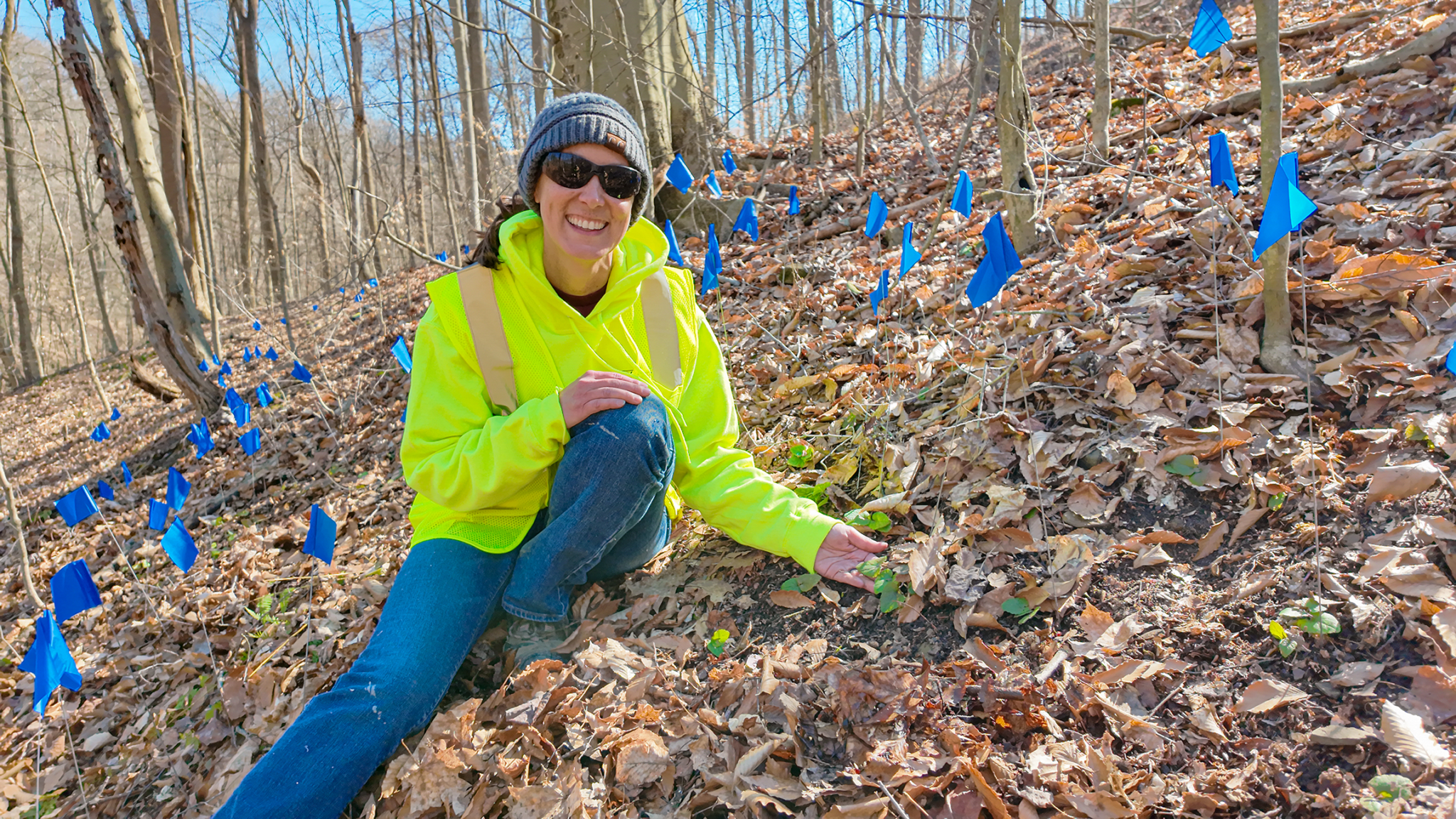Botanists Document and Relocate the Pennsylvania Endangered Meehan’s ...